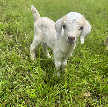 About Cherry | Woollybutt