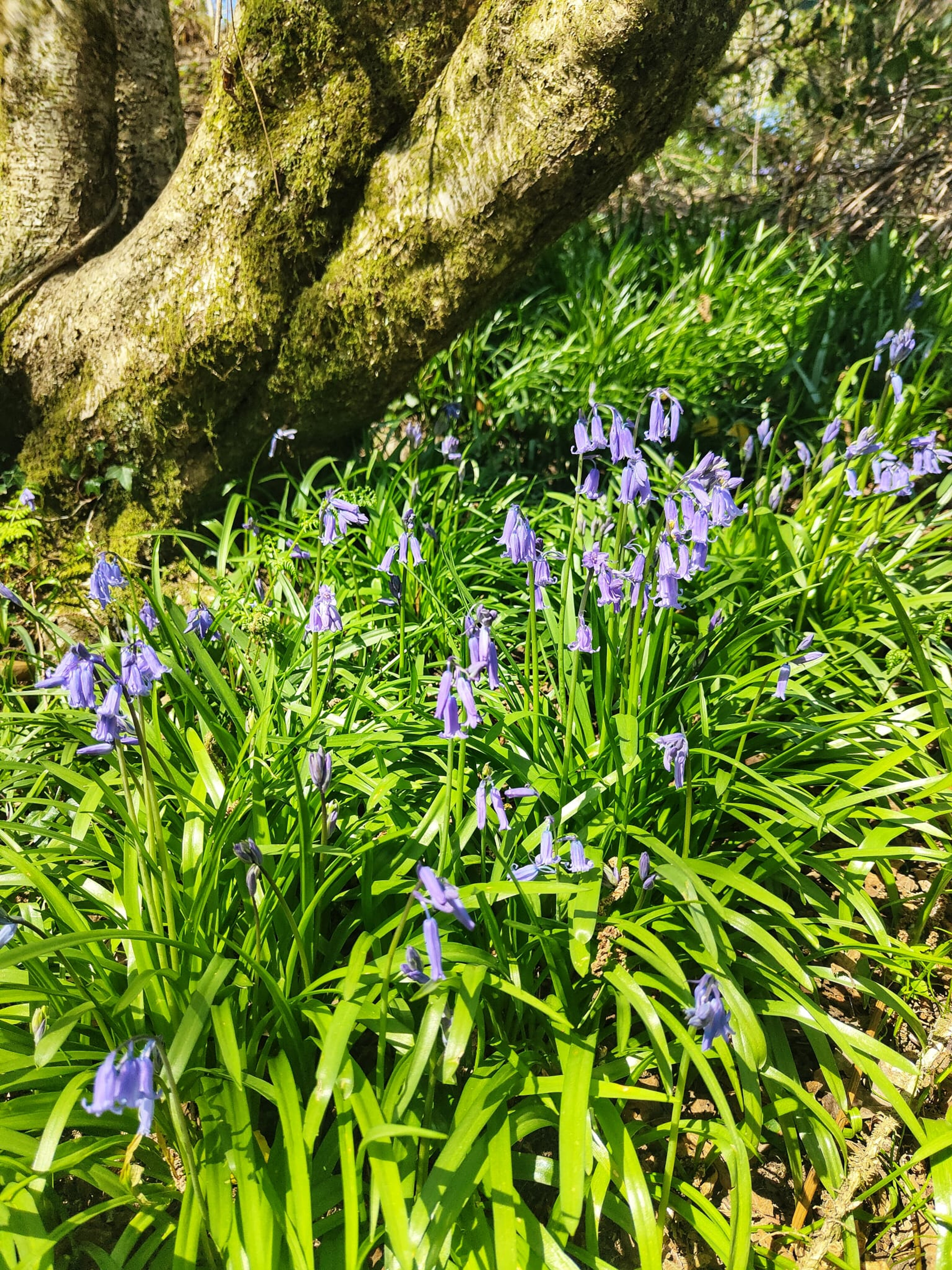 How Can the First Bluebell Shoots of the Year Teach Us to Live Mindfully?
