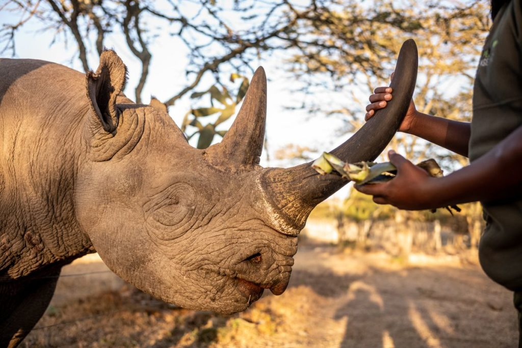 THE REMARKABLE COMEBACK OF THE BLACK RHINO: A SUCCESS STORY IN AFRICA