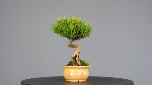 Bonsai Japanese Black Pine (Pinus Thunbergii) Mame format on Author's ...