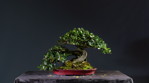Ficus Green Emerald 2 | Deus Bonsai