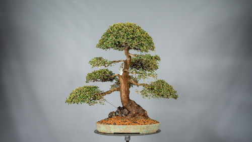 Bonsai Olmo Chino ( Ulmus Parviflora) Shakkan Avanzada Edad | Deus Bonsai