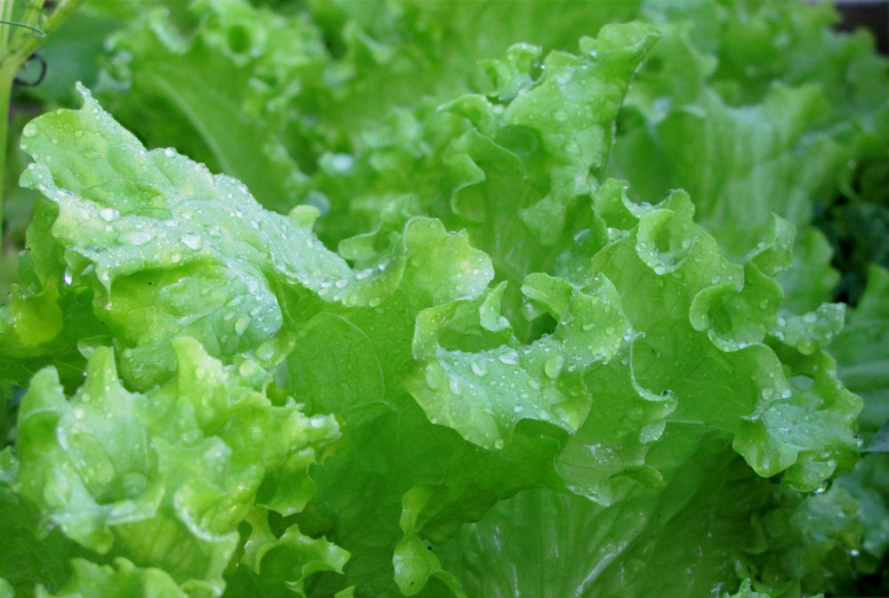 The Best Tips for Growing Lettuce