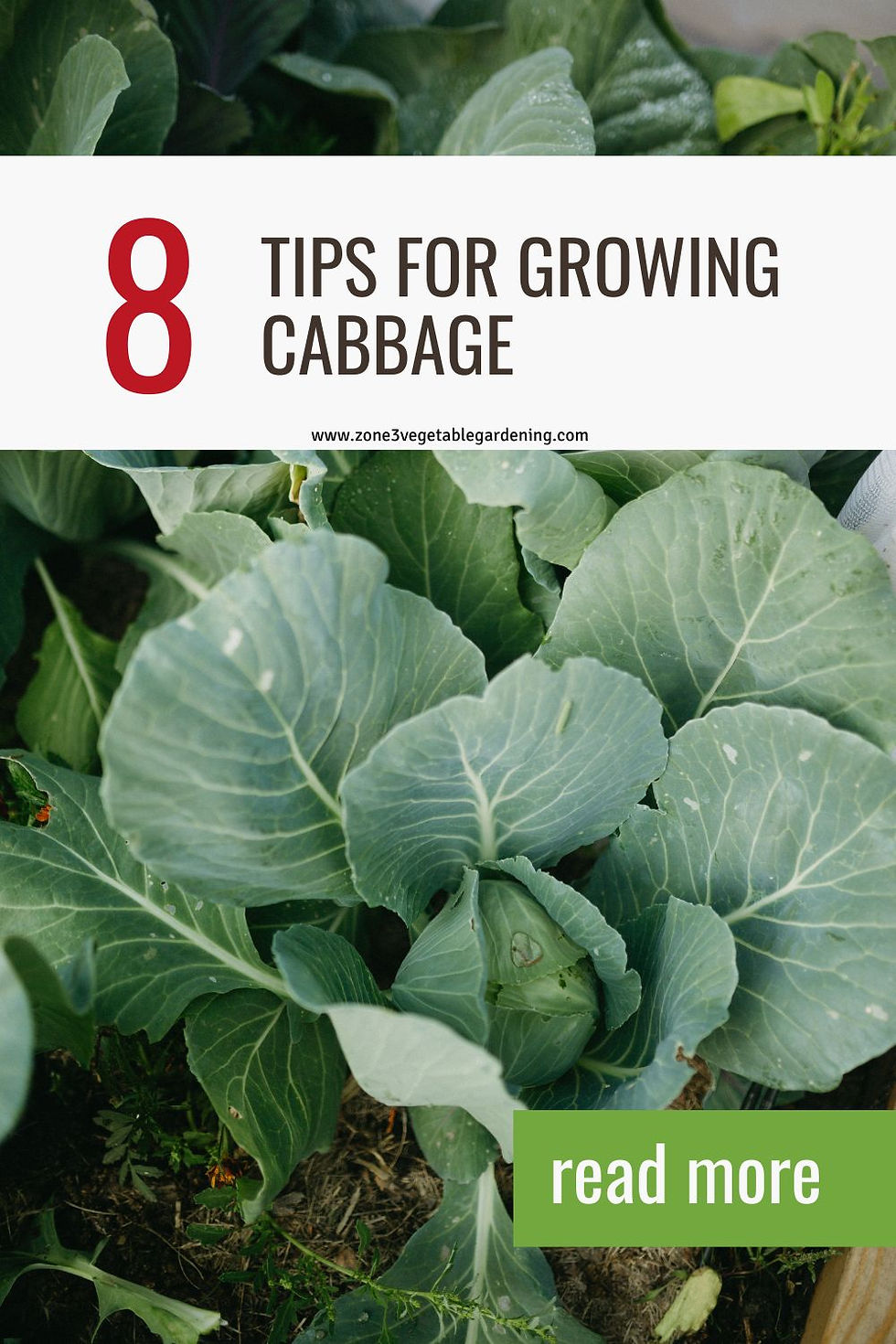 The ultimate guide to growing cabbage from seed