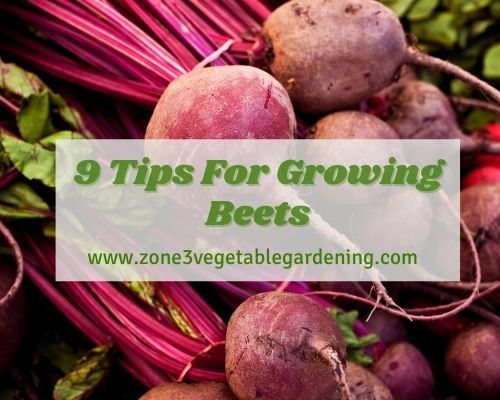 9 Tips for Growing Beets in From Seed - Harvesting Beets