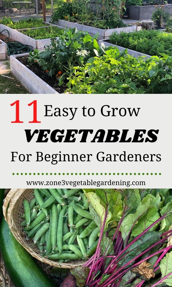 11 Easy Vegetables to Grow in Canada