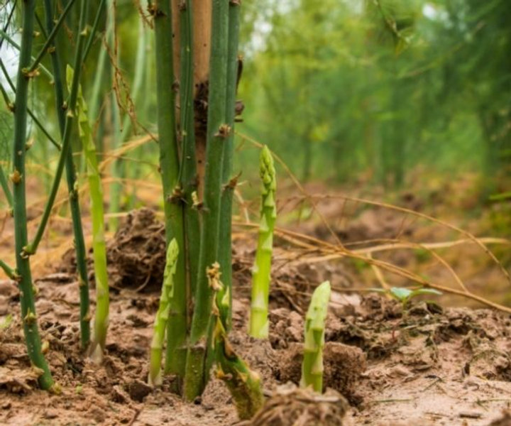 A Step-by-step Guide on Growing Asparagus