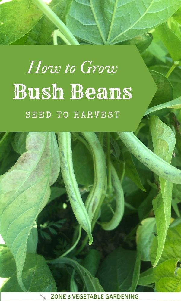 A Complete Guide to Growing Bush Beans