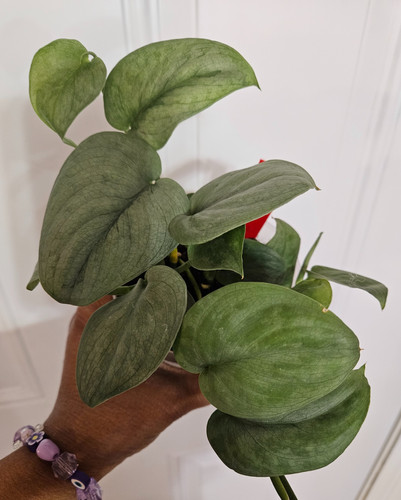 Scindapsus Pictus 'Platinum' | P-Leaves' POP