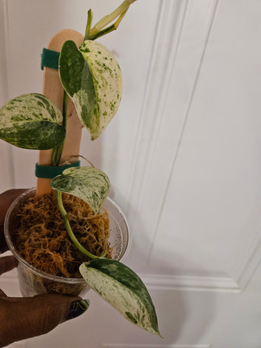 Scindapsus Pictus Dark Cloud Salamount | P-Leaves' POP