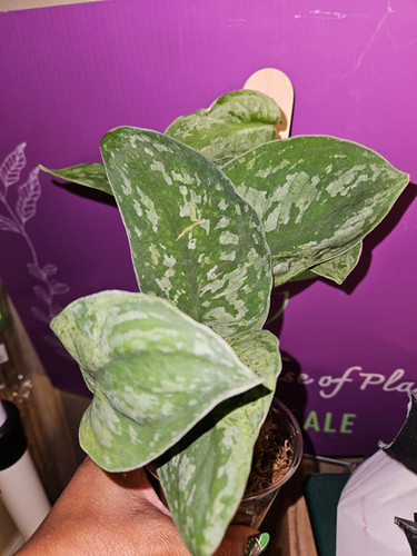 Scindapsus Exotica Sp Sumatra Var/ Scindapsus Mejile | P-Leaves' POP