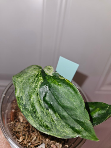 Scindapsus Dark Splash Var | P-Leaves' POP