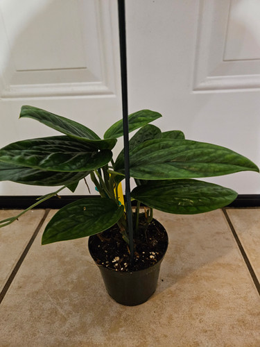 Monstera Peru | P-Leaves' POP