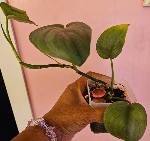 Scindapsus Pictus 'Platinum' | P-Leaves' POP