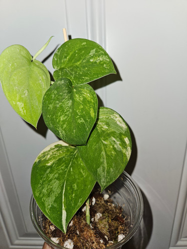 Scindapsus Mangurai | P-Leaves' POP