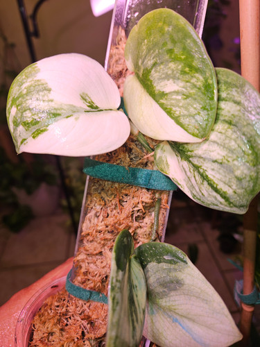 Scindapsus Silver Knight Infinity | P-Leaves' POP