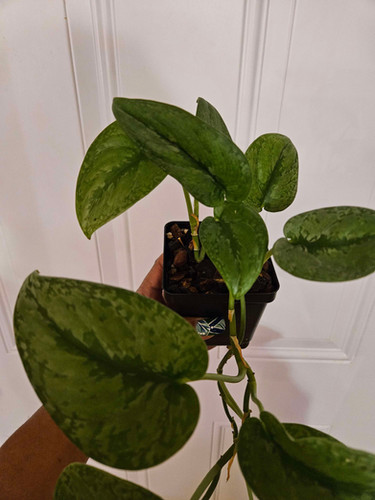 Scindapsus Silver Blue Splash | P-Leaves' POP