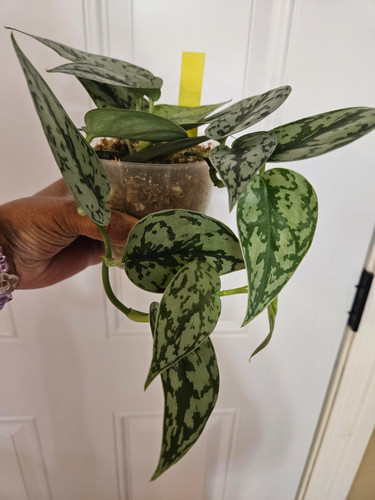 Scindapsus Pictus 'Silver Lady' | P-Leaves' POP