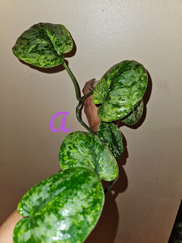 Scindapsus 'Tembaga' | P-Leaves' POP