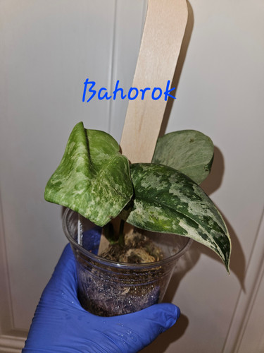 Scindapsus Exotica 'Bahorok' sp Sumatera | P-Leaves' POP