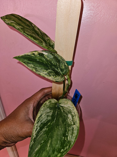 Scindapsus Silver Knight Variegated | P-Leaves' POP