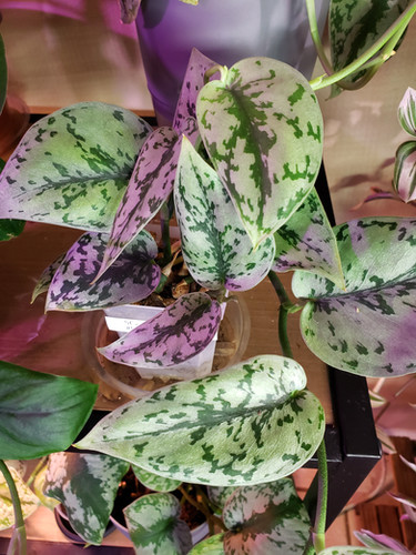 Scindapsus Pictus 'Silver Lady' | P-Leaves' POP