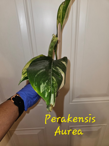Scindapsus Perakensis Aurea | P-Leaves' POP