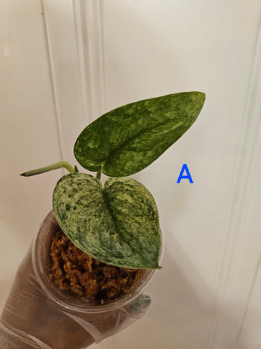 Scindapsus Pictus 'Halimoon' | P-Leaves' POP