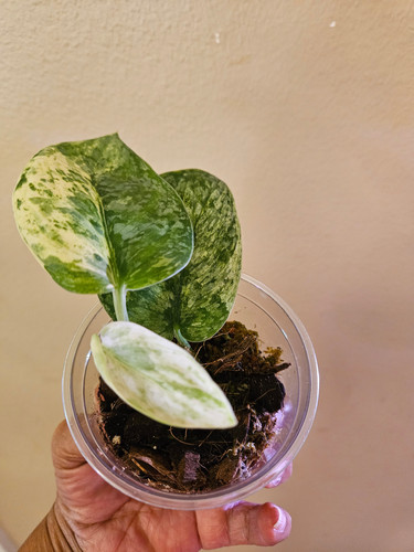 Scindapsus Pictus 'Halimoon' | P-Leaves' POP