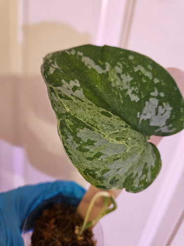 Scindapsus sp Sumatra NOID | P-Leaves' POP