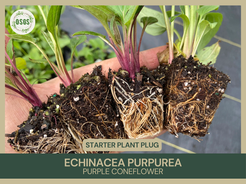 Echinacea purpurea | Purple Coneflower | Starter Plant Plug | One Stop ...
