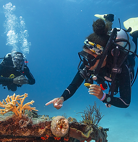 Get Certified | Down Under Dive Shop