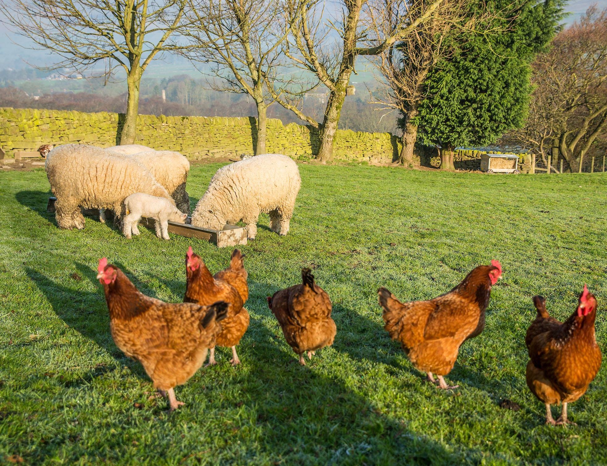 What We Offer - Back Tor Farm