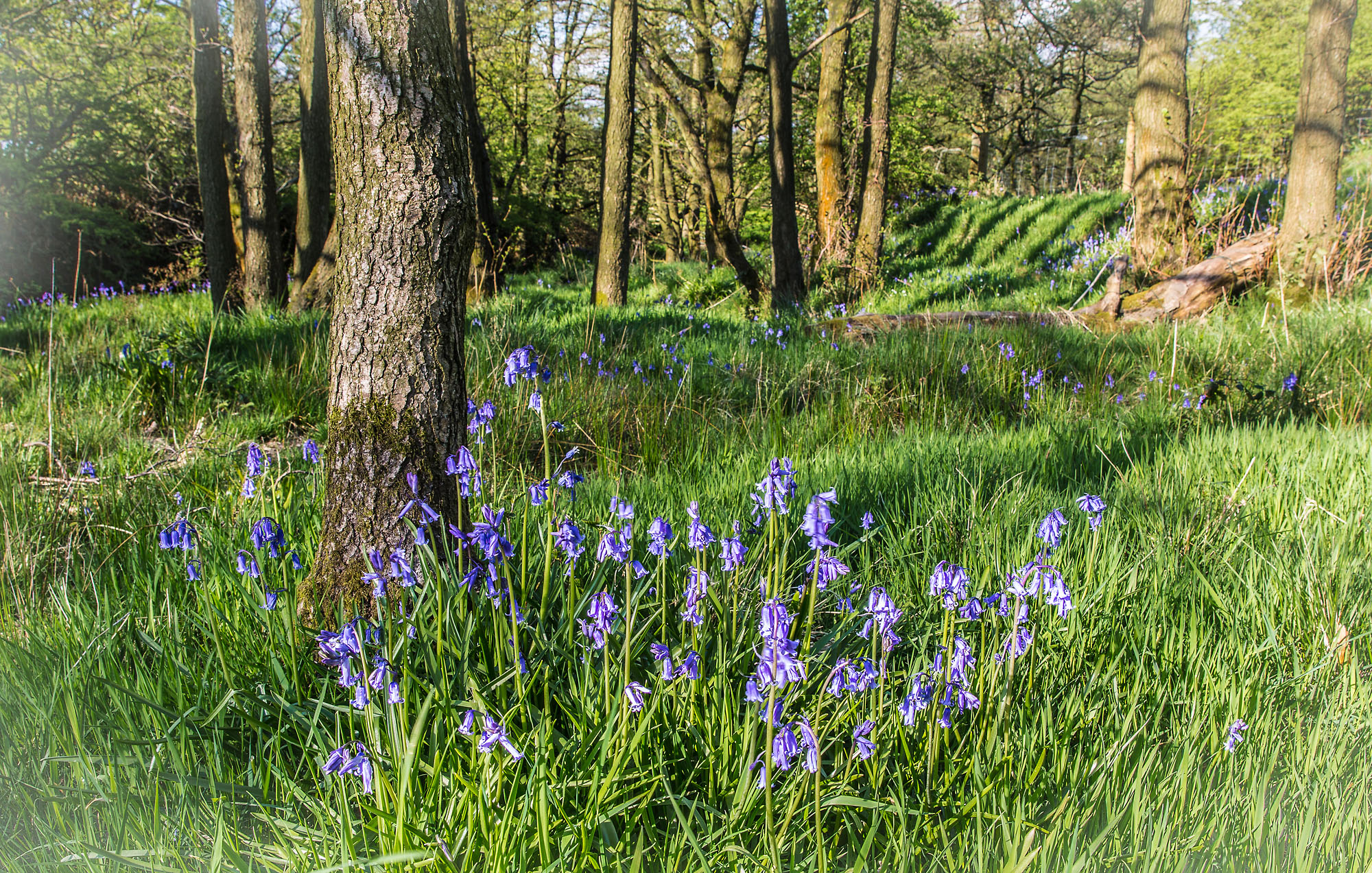 What We Offer - Back Tor Farm