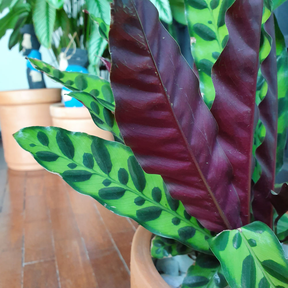 Maranta