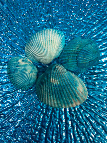 Blue Clam Shell | The Blue Dollar