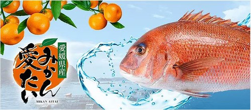 Fresh Whole Ikejime Mikan Madai from Japan 1.9/2.5kg | ISSé JAPAN