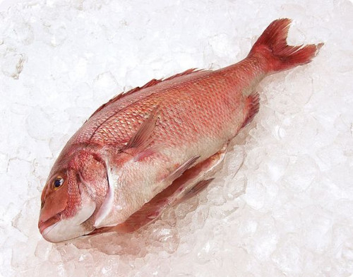 Fresh Guttered Ikejime Madai from Japan - 1.8/2kg | ISSé JAPAN