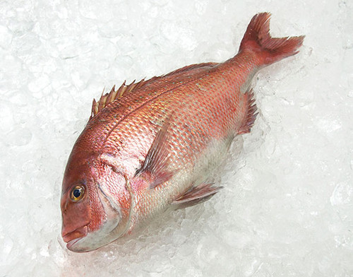 Fresh Whole Ikejime Madai from Japan 1.9/2.2kg | ISSé JAPAN