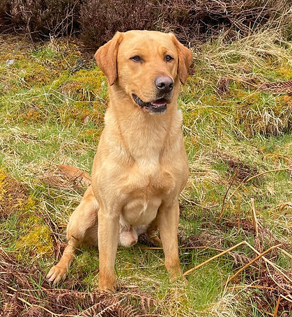 Stud Dogs | wedgnock