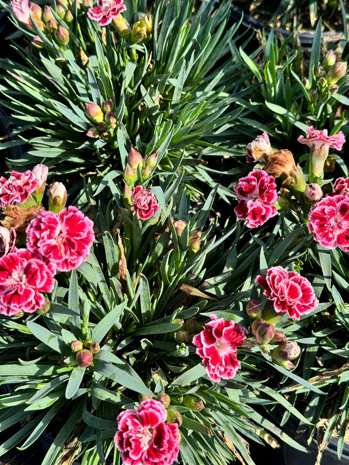 Dianthus hybrida 'Sugar Plum' Scent First Series Carnations @ DMF Gardens