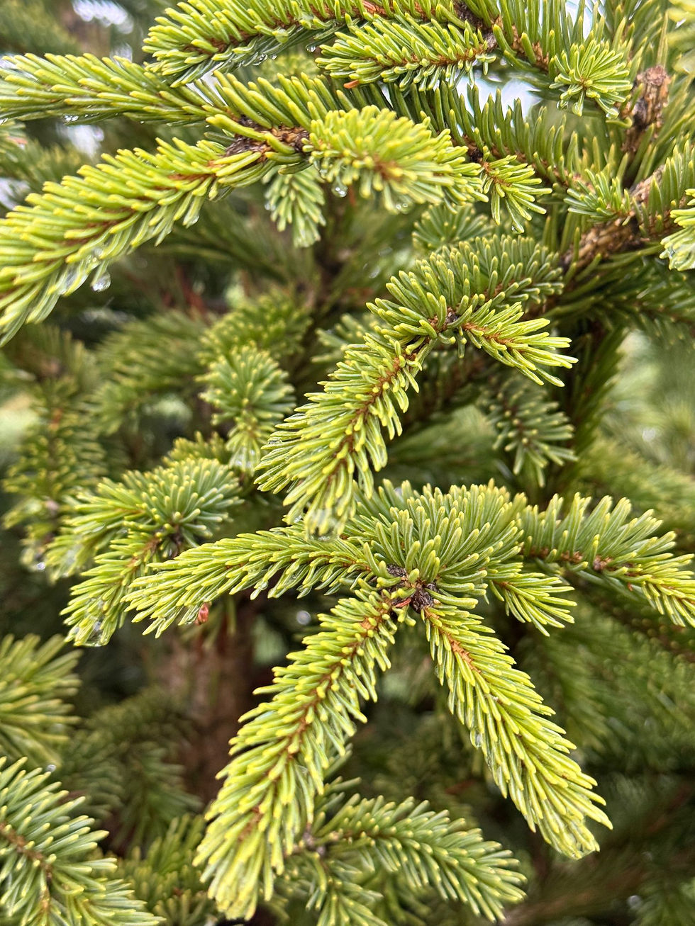 DMF Gardens | Wholesale Plant Nursery | Des Moines, IA