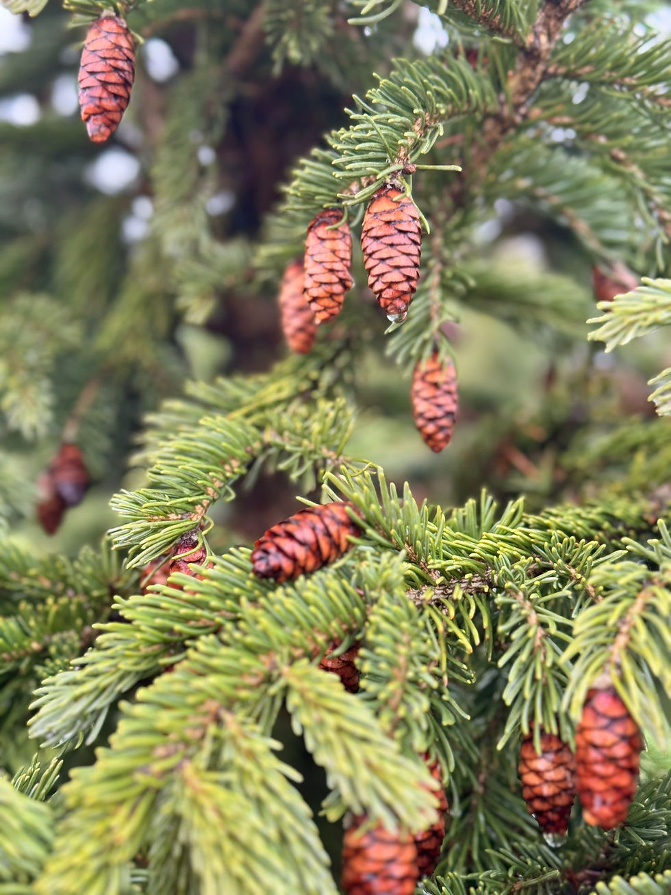 DMF Gardens | Wholesale Plant Nursery | Des Moines, IA