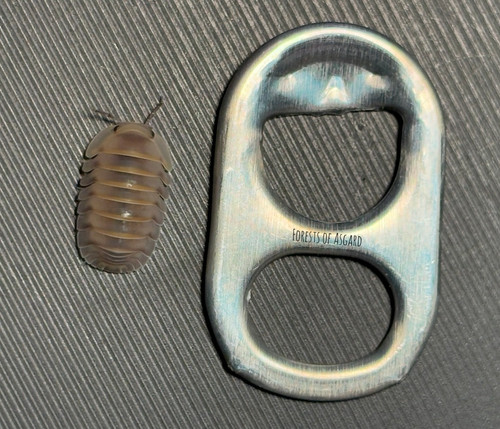 Cubaris sp. (Mango Sticky Rice) Isopod | Forests Of Asgard