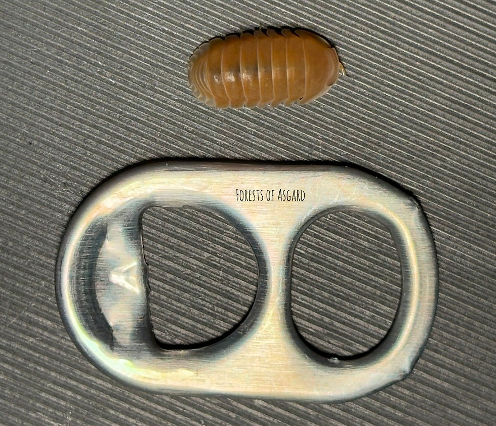 Cubaris sp. {Panda} "Citrus" Isopod | Forests Of Asgard