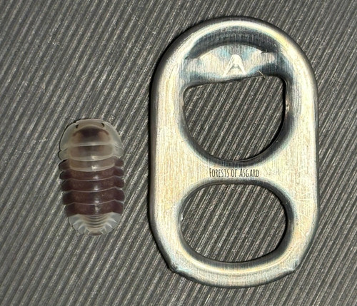 Cubaris sp. {Bee} "Snow Bee" Isopod | Forests Of Asgard