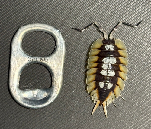Porcellio expansus "Orange Skirt" Isopod | Forests Of Asgard