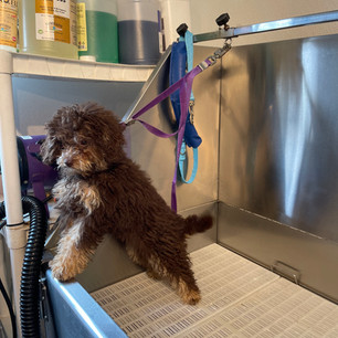 Atlantic Pet Stylist Academy | school for pet grooming | 557 St Marys ...