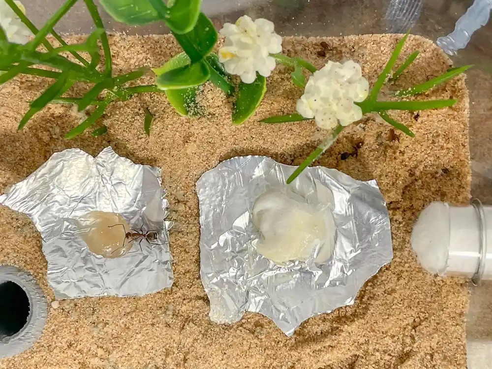 How to look after a Messor Barbarus (Harvester Ants Care)?