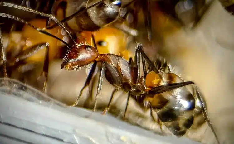 Understanding Ant Colonies and Why Do Ants Carry Their Dead